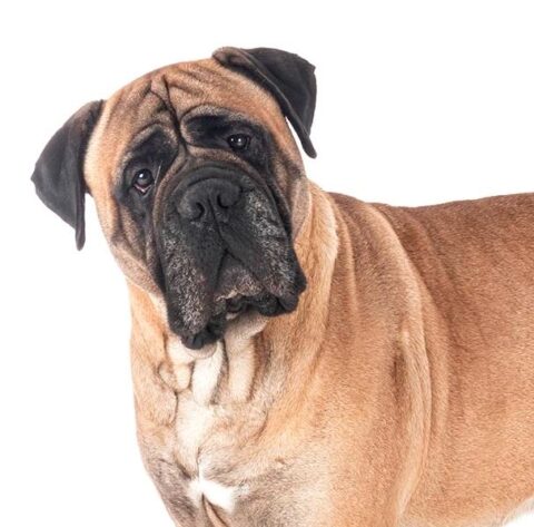 Mastiff Skin Diseases: Does Your Dog Need Treatment? » Texas Pet Company