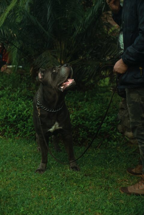 Cane Corso Dogs 101: Your Joy With Majestic Cane Corso